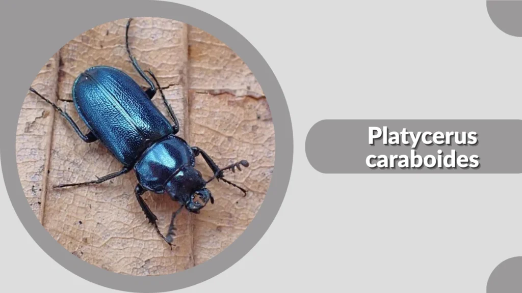 17 Types of Common Stag Beetle: Identification with Pictures