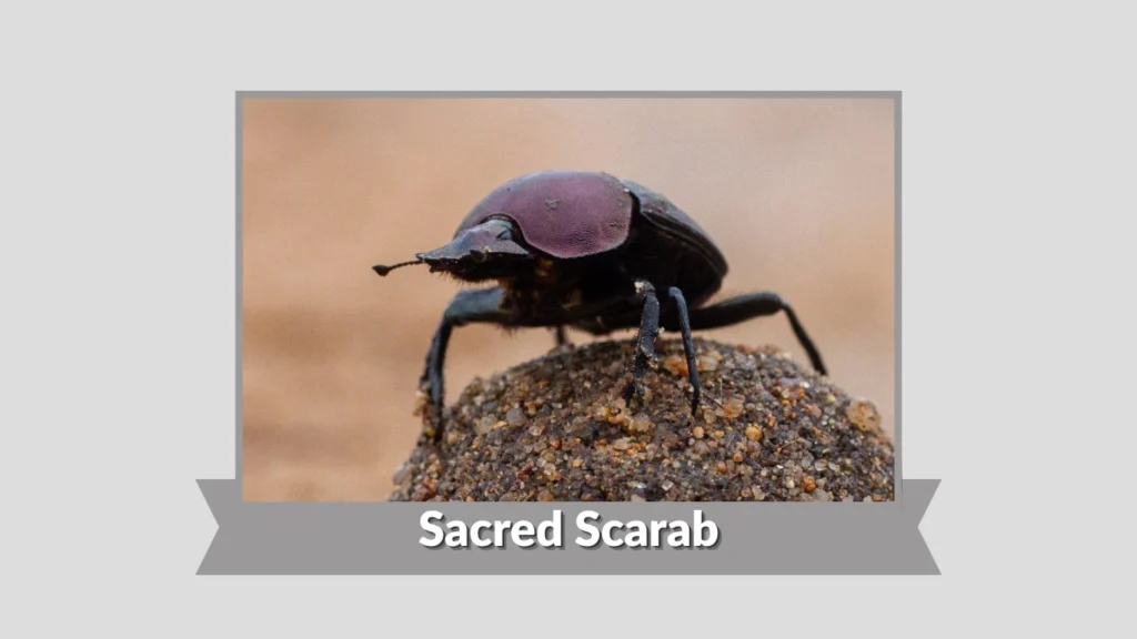 25 Types of Dung Beetle: Identification with Pictures