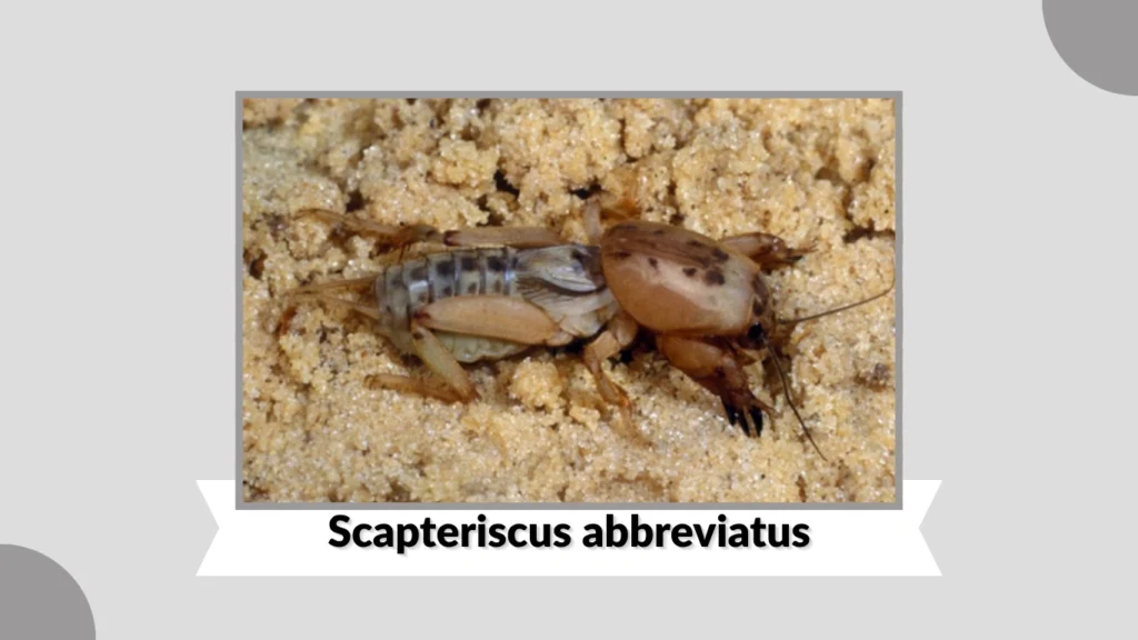 13 Types of Mole Cricket: Identification with Pictures