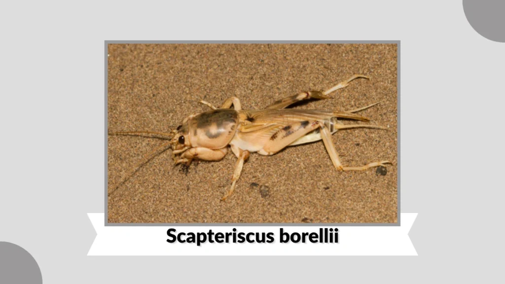 13 Types of Mole Cricket: Identification with Pictures