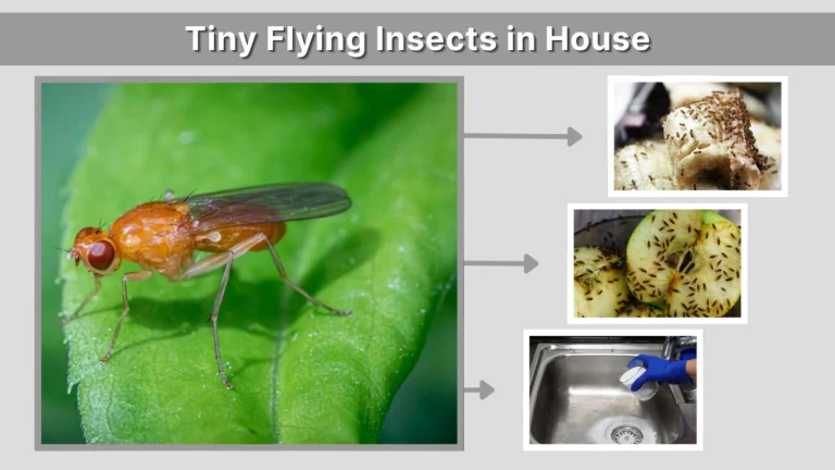 Tiny Flying Insects in House: Identification, Causes, and Removal