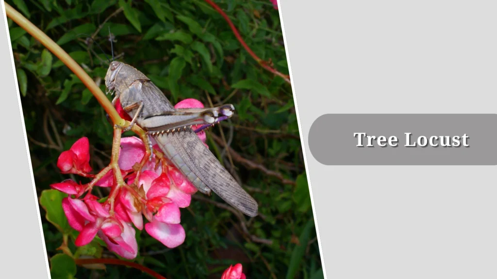 19 Types of Locusts: Identification, Habitat, and Behavior