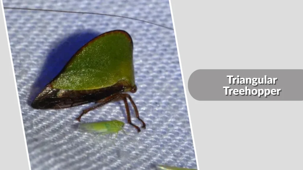20 Types of Treehopper : Identification, Habitat and Lifecycle