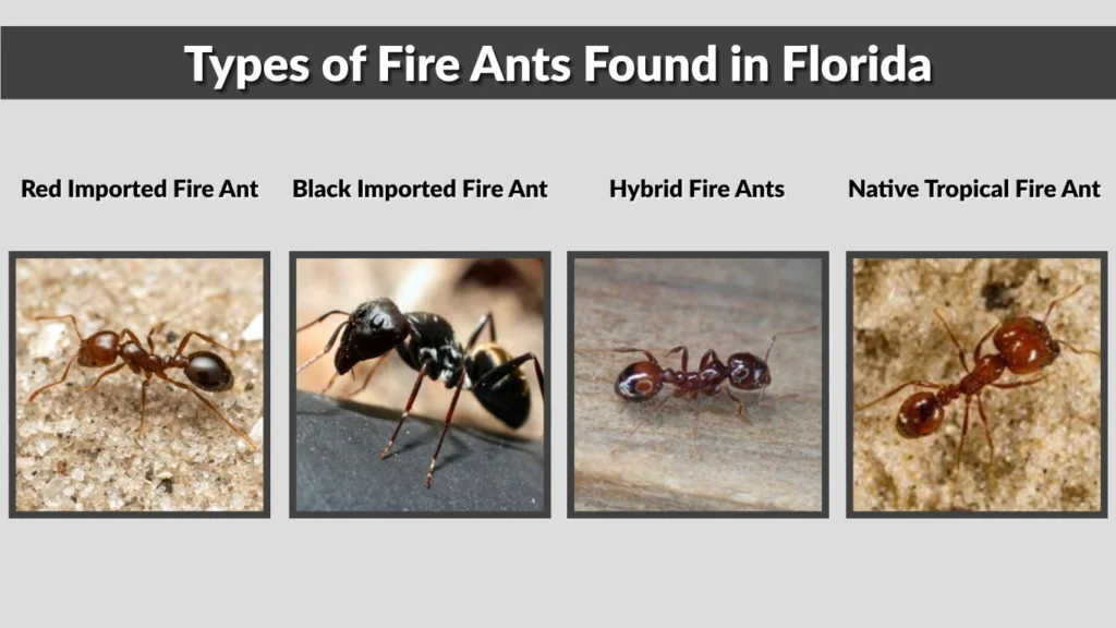 Fire Ants in Florida: Identification, Dangers, and Control