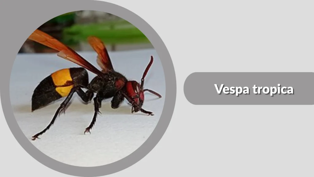 20 Common Types of Hornets: Identification, Nesting and Habitat