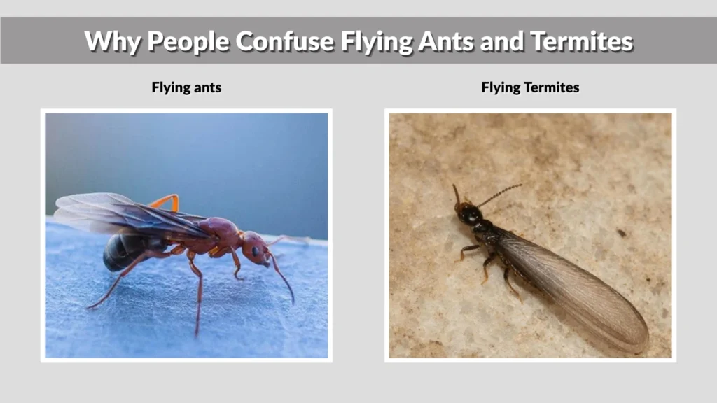 Flying Ants vs Termites: Identification, Differences, and Control