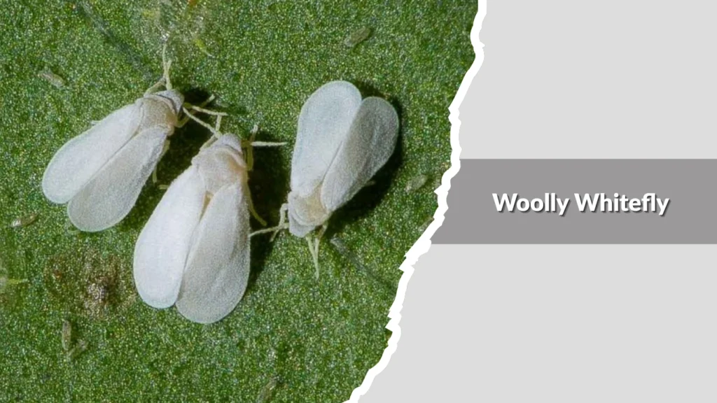 13 Types of Whitefly insects : Identification with pictures