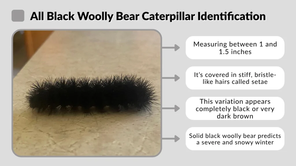 All Black Woolly Bear Caterpillar: Meaning, Facts, and Winter Prediction