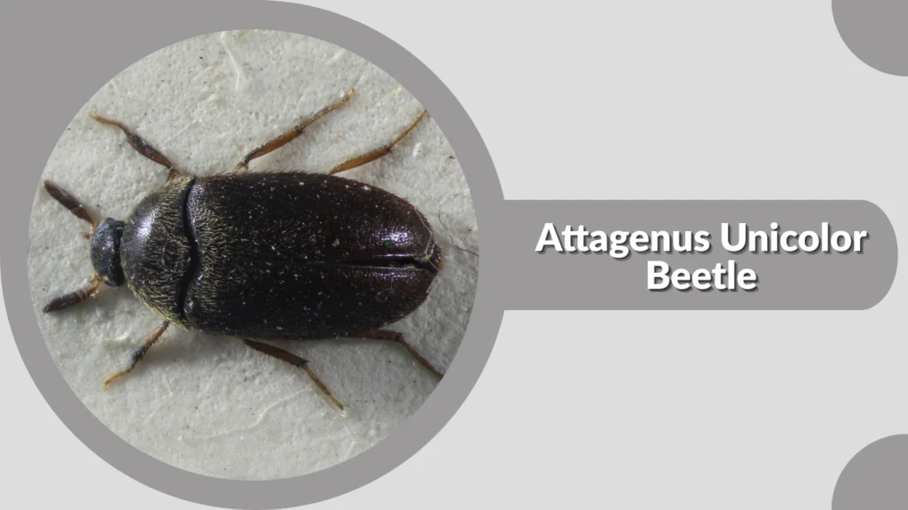 15 Types of Carpet Beetles: Identification, Larvae, Damage & Photos Guide