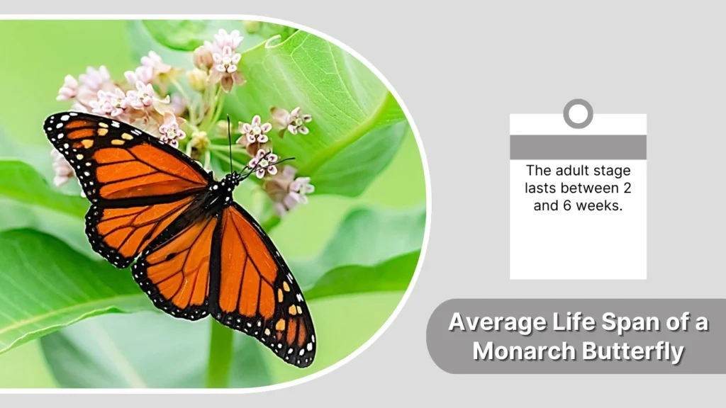 Monarch Butterfly Life Span: How Long Do Monarchs Live and Why It Matters