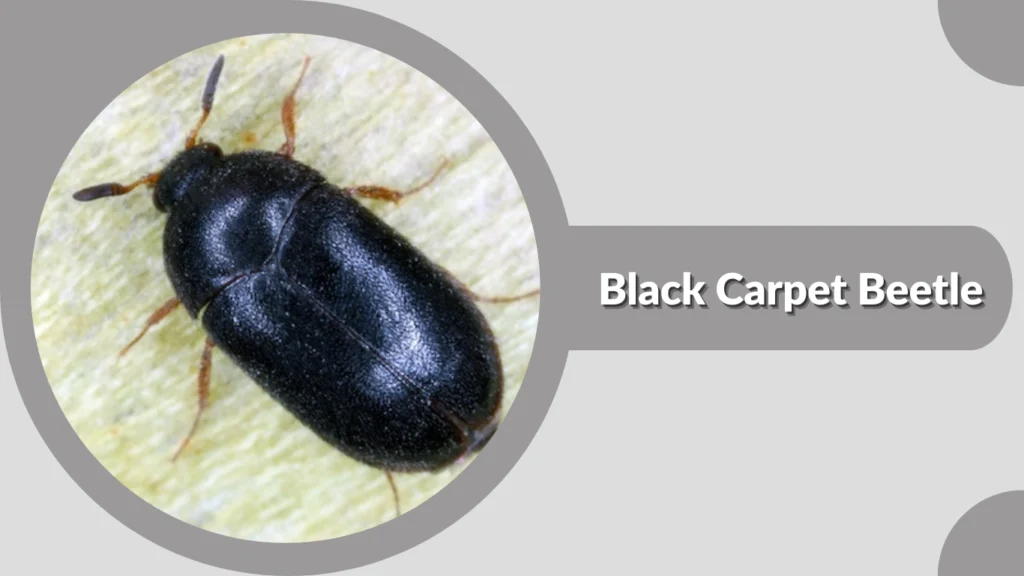 15 Types of Carpet Beetles: Identification, Larvae, Damage & Photos Guide