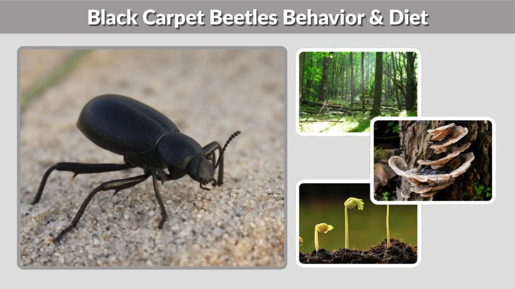 Are Black Carpet Beetles Dangerous? Signs, Damage, and How to Control Them
