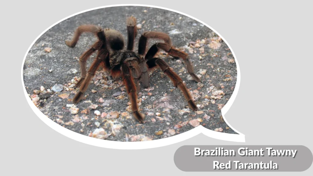 15 Largest Spider in the World: Identification, Habitat, and Pictures