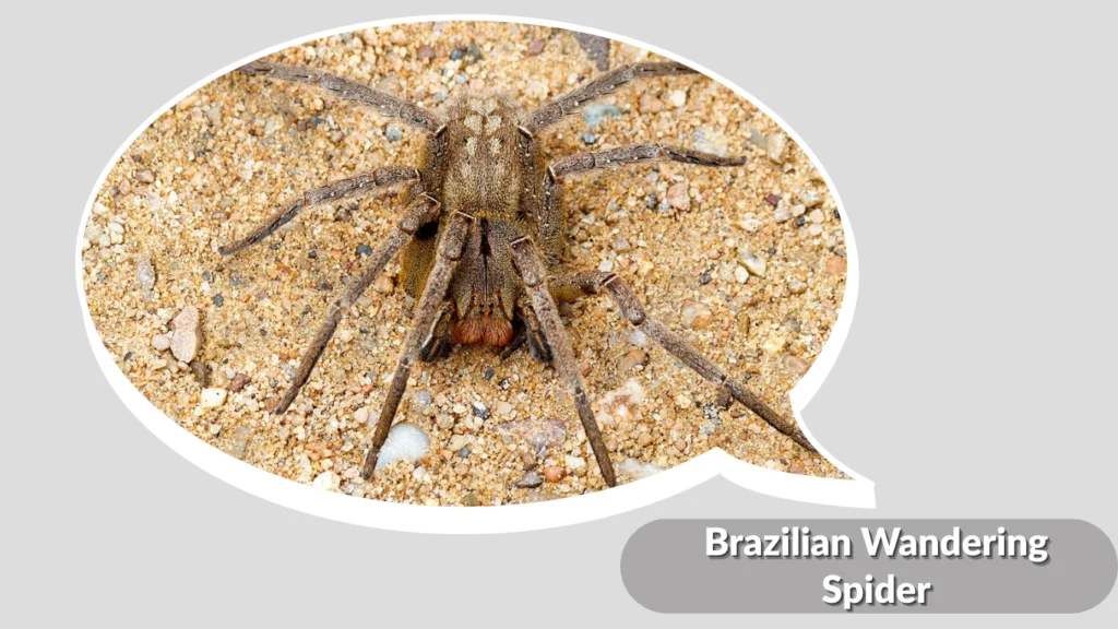 15 Largest Spider in the World: Identification, Habitat, and Pictures