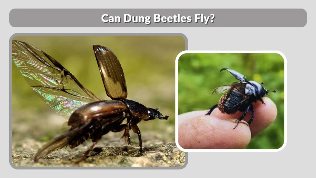 Dung Beetles: Nature’s Tiny Recyclers and the Masters of the Manure World