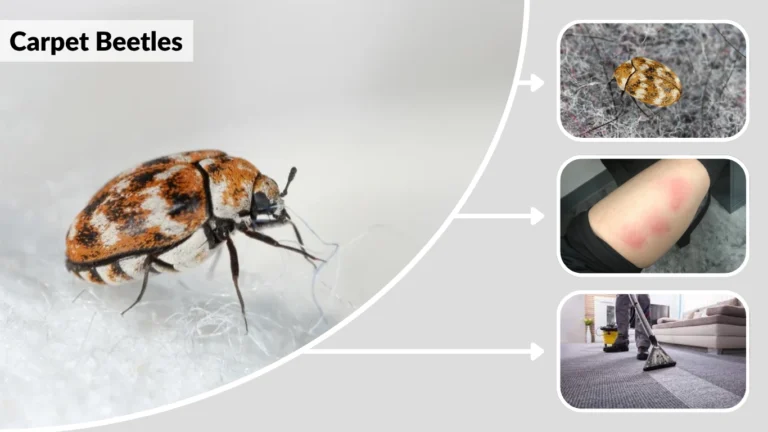 Carpet Beetles: Identification, Damage, and How to Get Rid of Them for Good