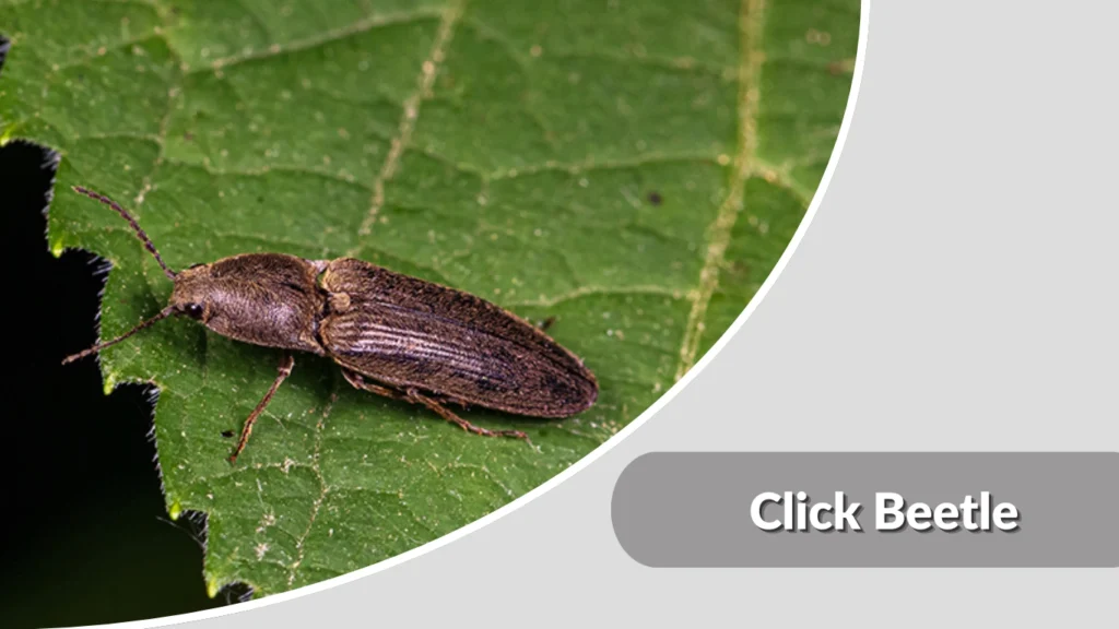 30 Types of Beetles: Identification, Features & Color Guide
