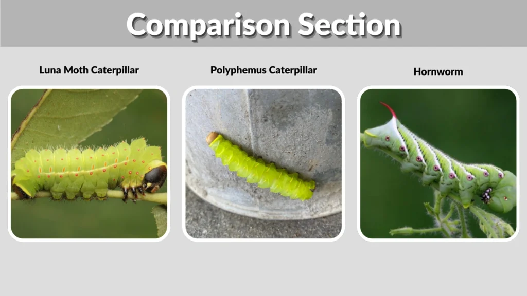 Luna Moth Caterpillar : Identification, Diet, Care, Life Cycle