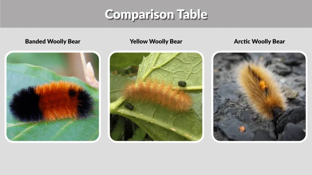 Woolly Bear Caterpillar: Facts, Life Cycle, and Winter Prediction
