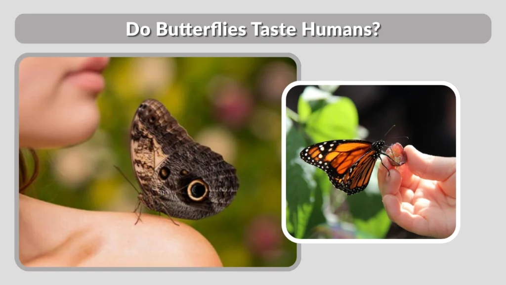 Do Butterflies Bite? Complete Guide With Safety & Myths