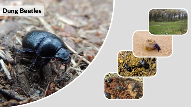 Dung Beetles: Nature’s Tiny Recyclers and the Masters of the Manure World