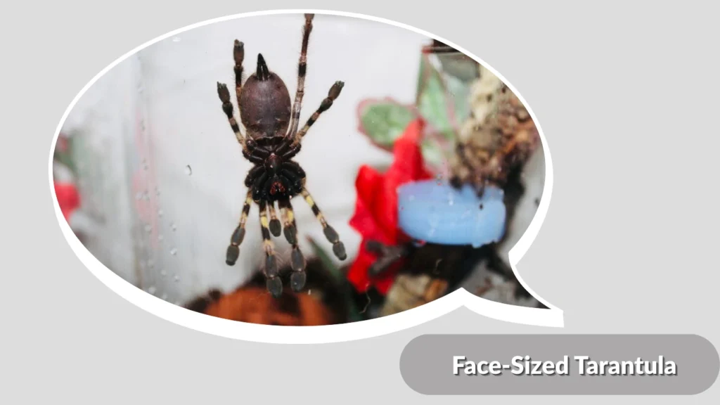 15 Largest Spider in the World: Identification, Habitat, and Pictures