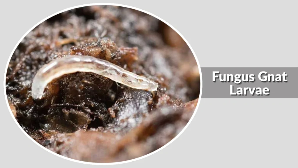 20 Types of Tiny White Household Bugs: Identification & What They ...