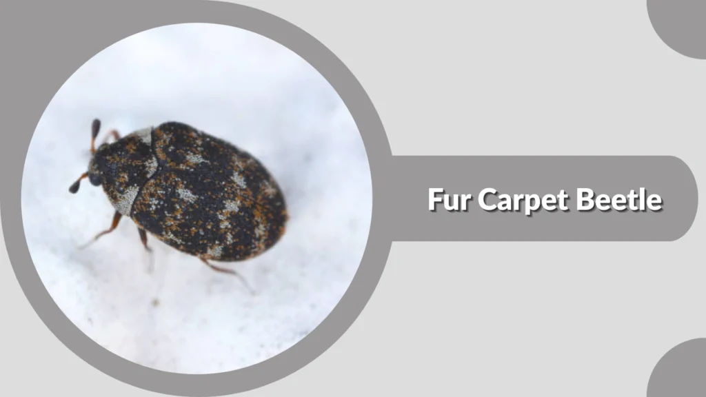 15 Types of Carpet Beetles: Identification, Larvae, Damage & Photos Guide