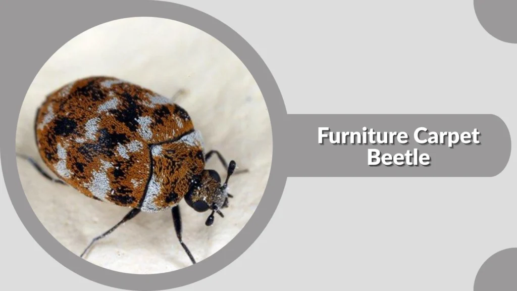 15 Types of Carpet Beetles: Identification, Larvae, Damage & Photos Guide