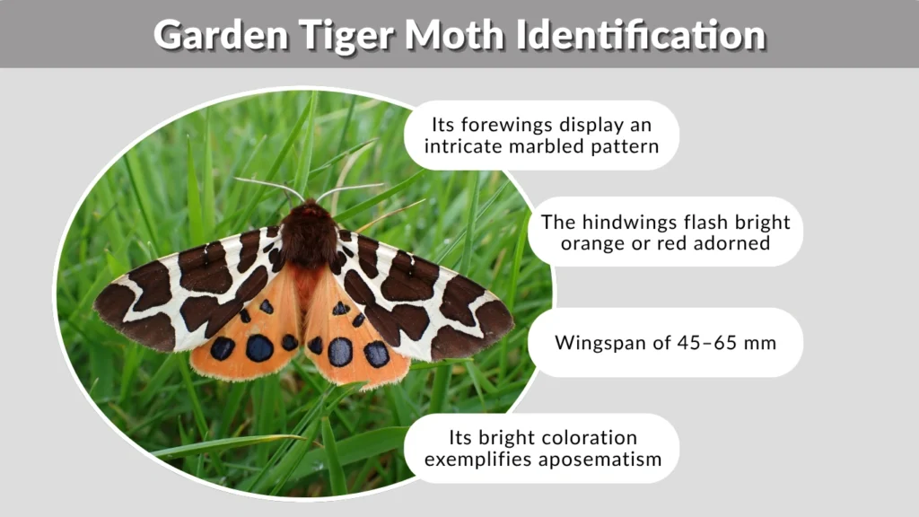 Garden Tiger Moth Identification Life Cycle Caterpillar Garden Tiger Moth Identification Life Cycle Caterpillar