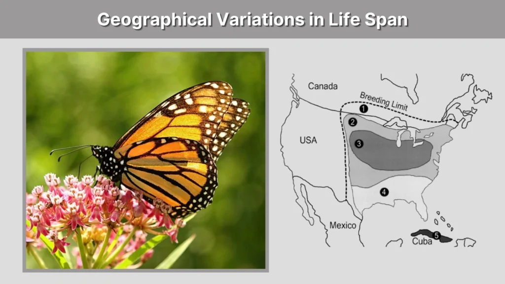 Monarch Butterfly Life Span: How Long Do Monarchs Live and Why It Matters