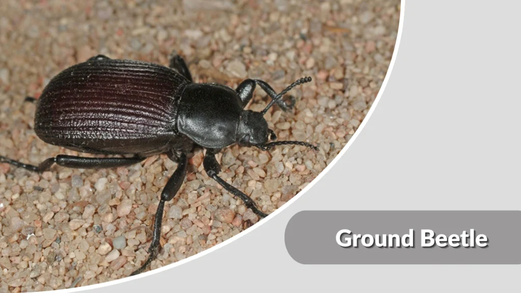 30 Types of Beetles: Identification, Features & Color Guide