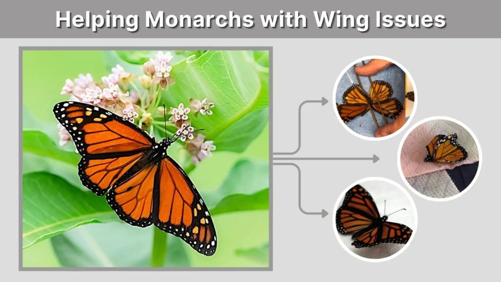 Monarch Butterfly Wings: Structure, Function, and Beauty Explained