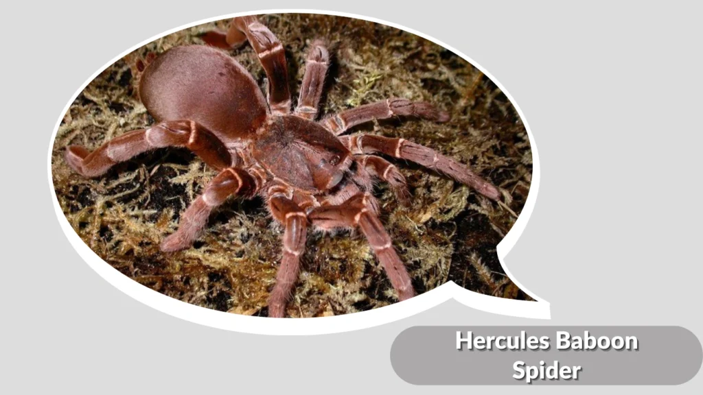 15 Largest Spider in the World: Identification, Habitat, and Pictures