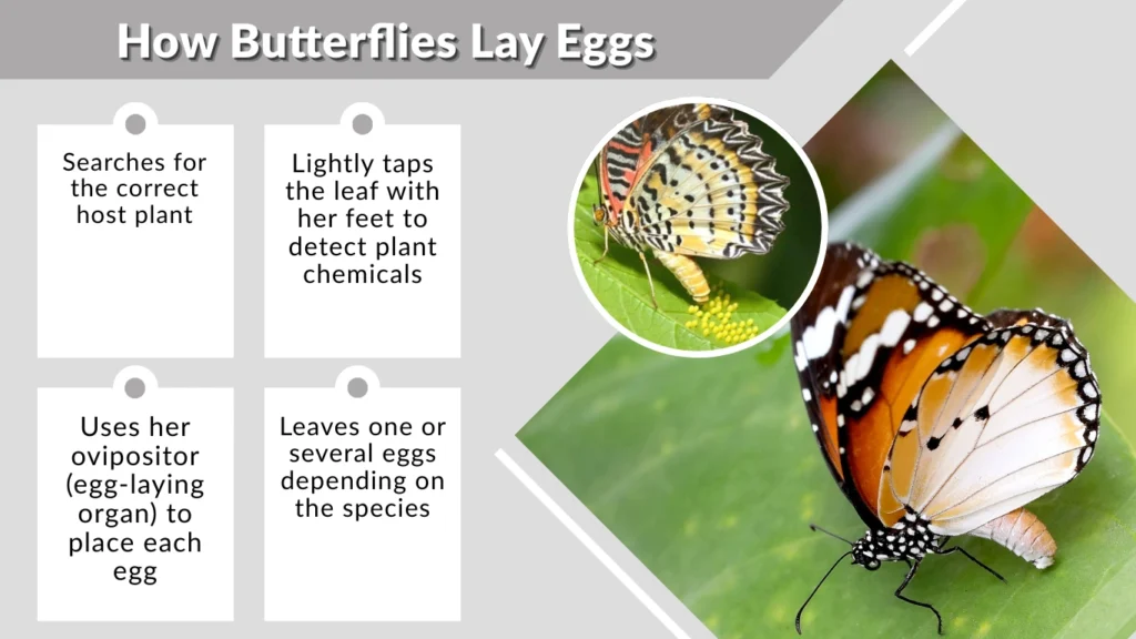 Butterfly Eggs: How Butterflies Lay Eggs, What They Look Like
