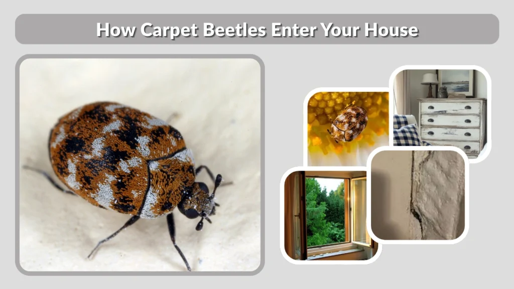 Where Carpet Beetles Come From & How They Get Indoors