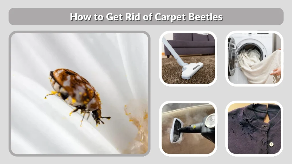 Do Carpet Beetles Bite? A Complete Rash & Safety Guide
