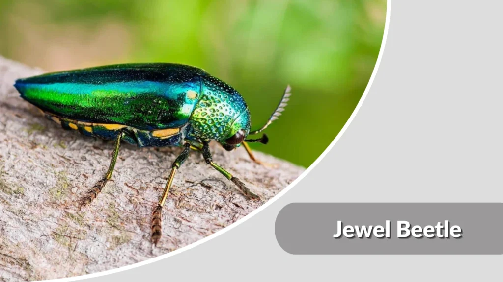 30 Types of Beetles: Identification, Features & Color Guide