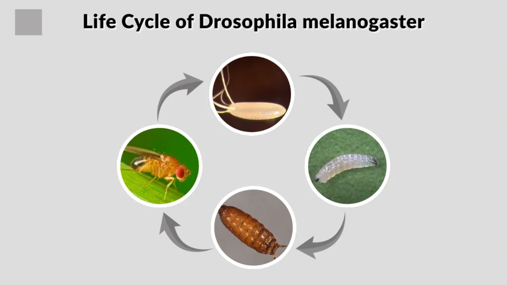 Drosophila melanogaster: Identification, Life Cycle, Genetics and Facts