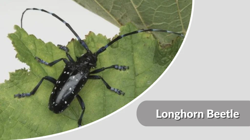 30 Types of Beetles: Identification, Features & Color Guide