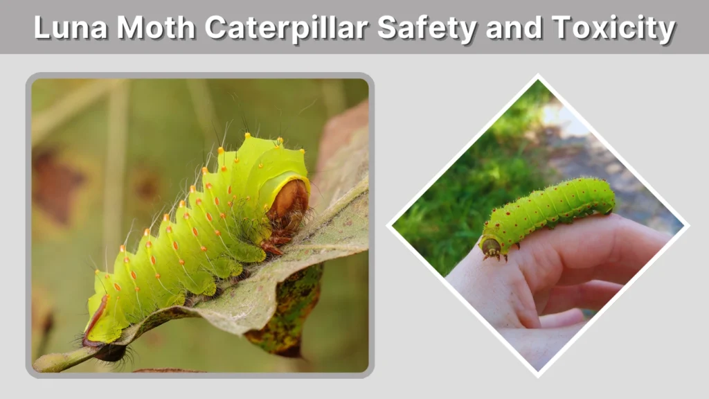 Luna Moth Caterpillar Identification Diet Care Life Cycle Luna Moth Caterpillar Identification Diet Care Life Cycle