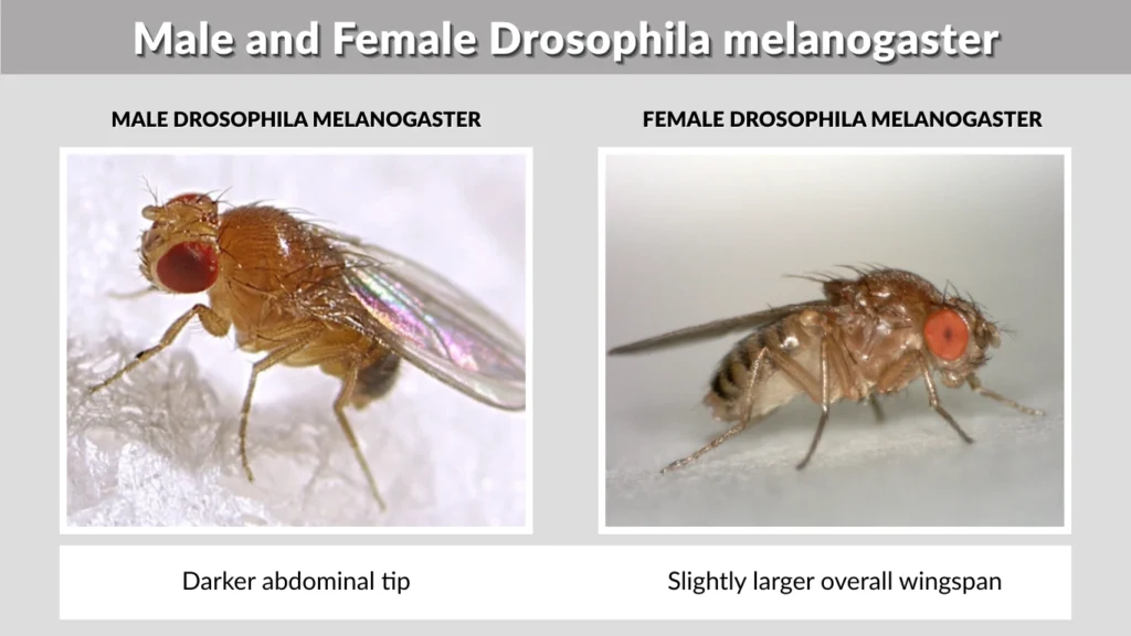 Drosophila melanogaster: Identification, Life Cycle, Genetics and Facts
