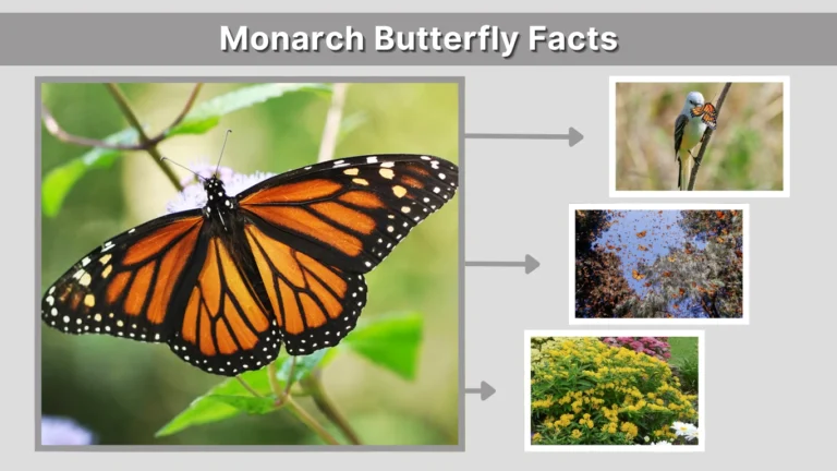 Monarch Butterfly Facts: Life Cycle, Migration, and Survival Secrets