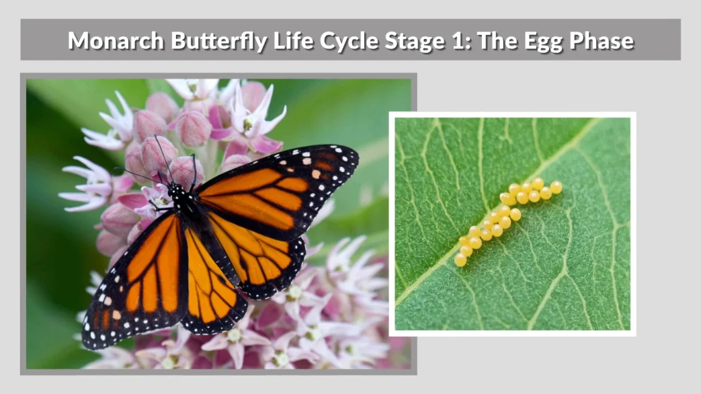 Monarch Butterfly Life Cycle: Stages, Timeline, and Facts