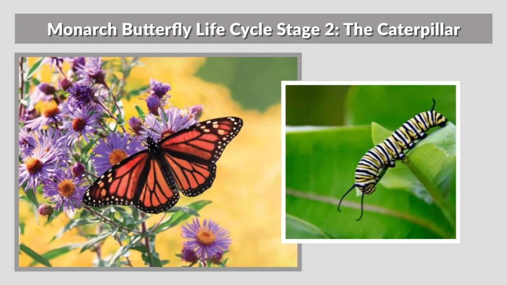 Monarch Butterfly Life Cycle: Stages, Timeline, and Facts