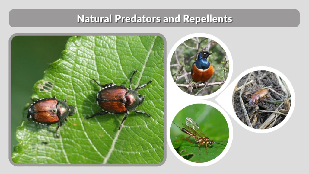 Japanese Beetles: Identification, Damage, and Effective Control Methods