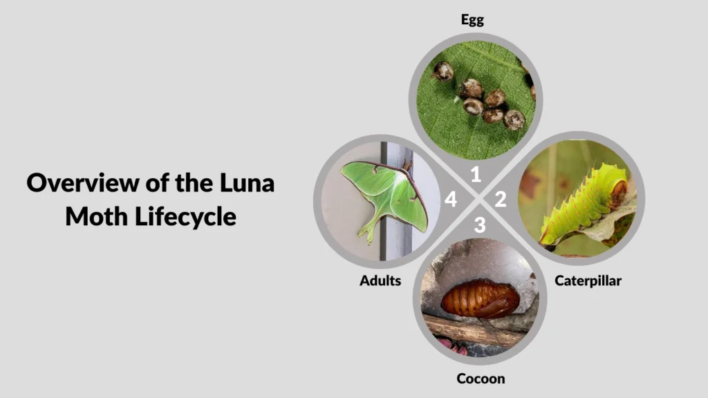 How Long Do Luna Moths Live Full Guide How Long Do Luna Moths Live Full Guide