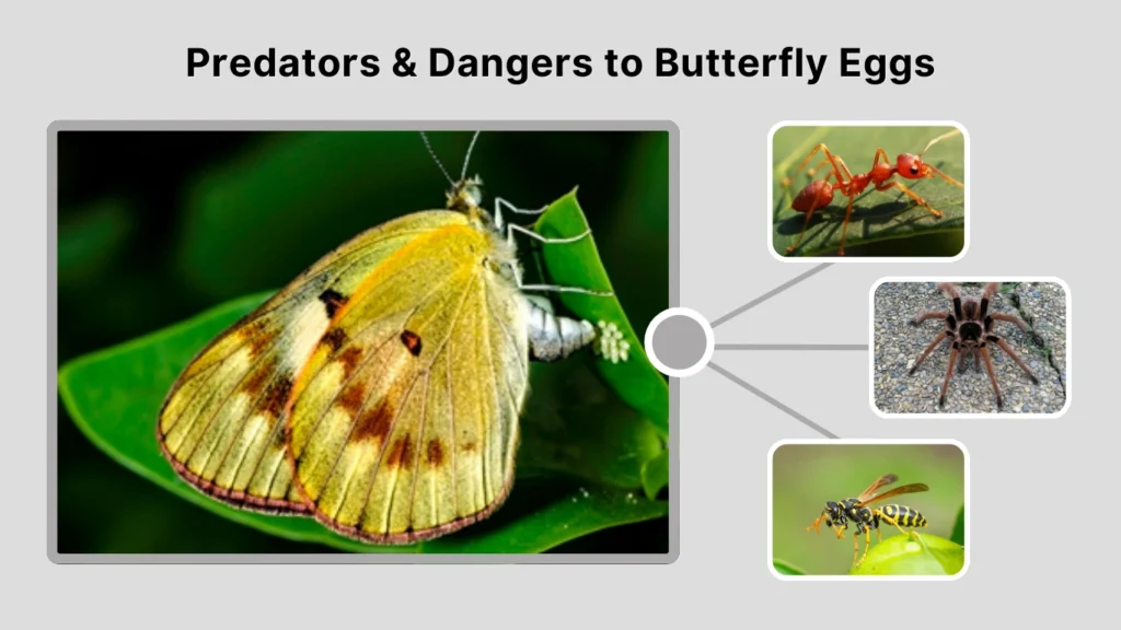 Butterfly Eggs: How Butterflies Lay Eggs, What They Look Like
