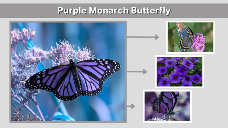 Purple Monarch Butterfly: Myth, Meaning, and Science Explained
