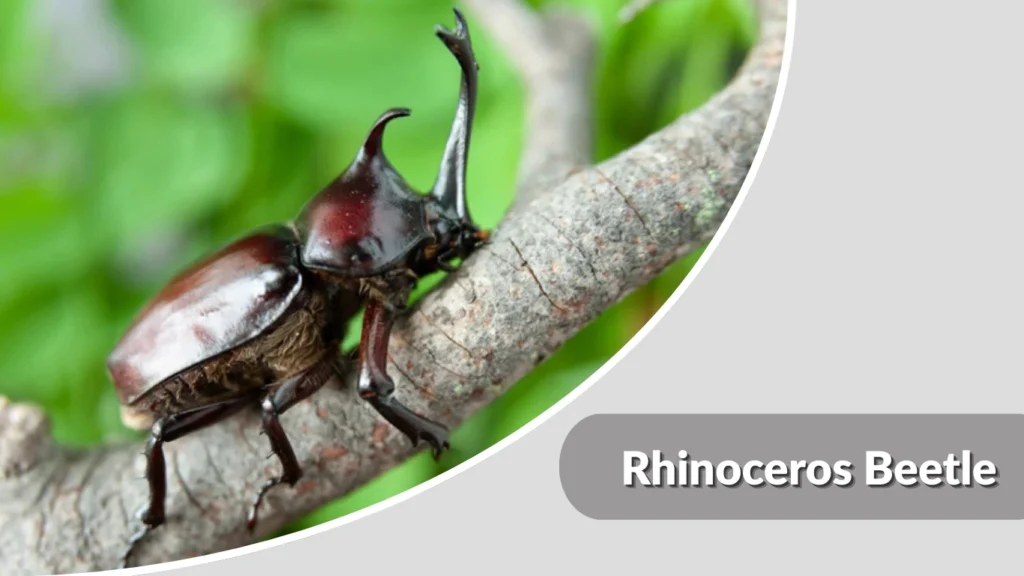 30 Types of Beetles: Identification, Features & Color Guide